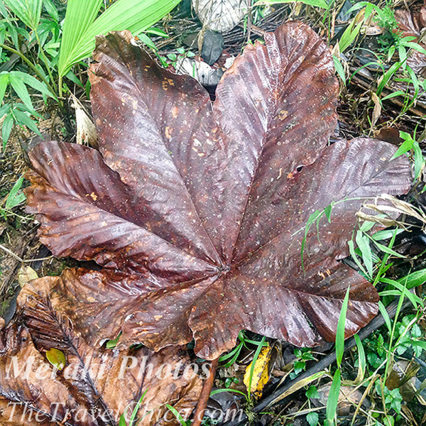 PHOTO ESSAY: El Yunque National Rainforest | The Travel Chica